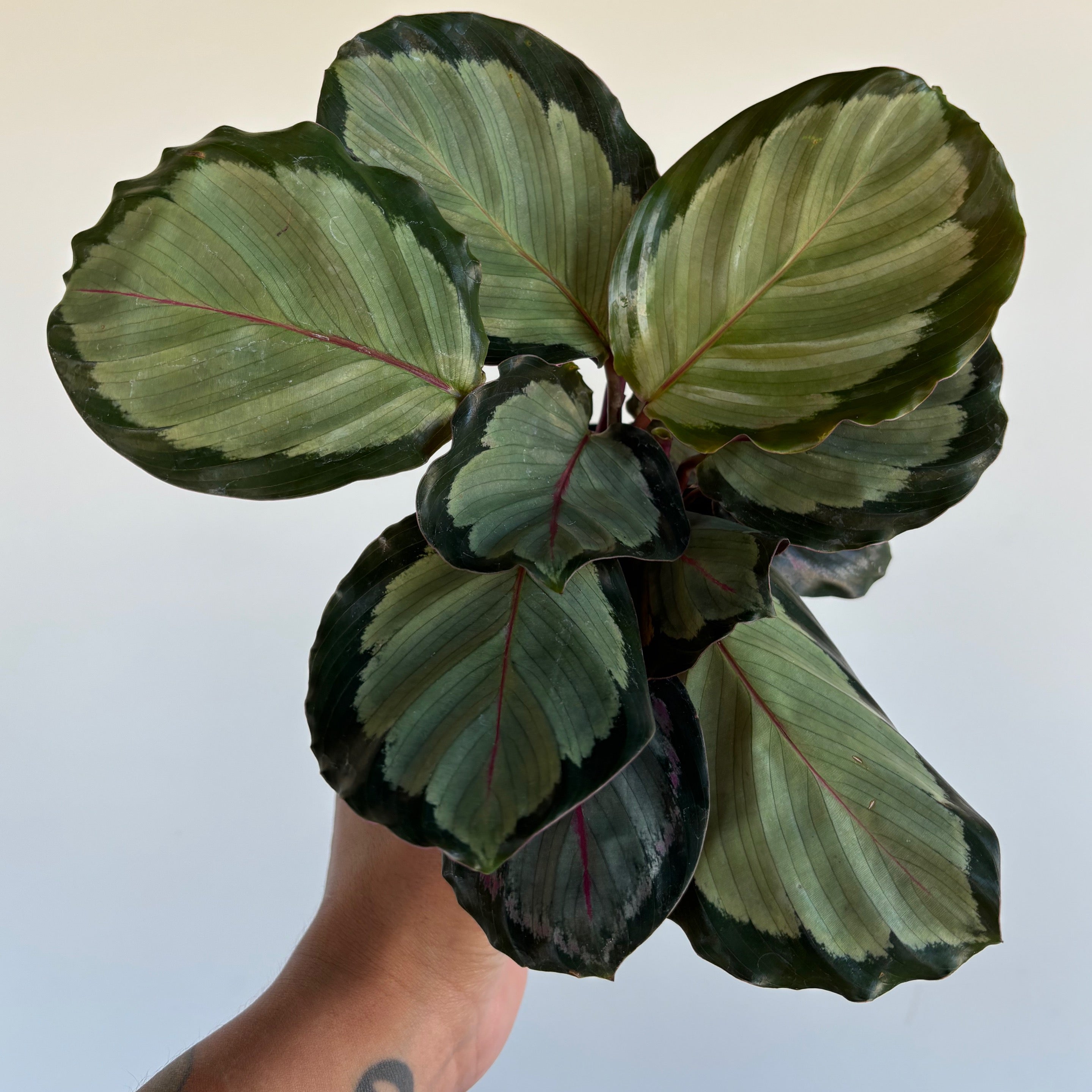 Calathea Roseopicta 'Corona' | Rooted Plant Co.