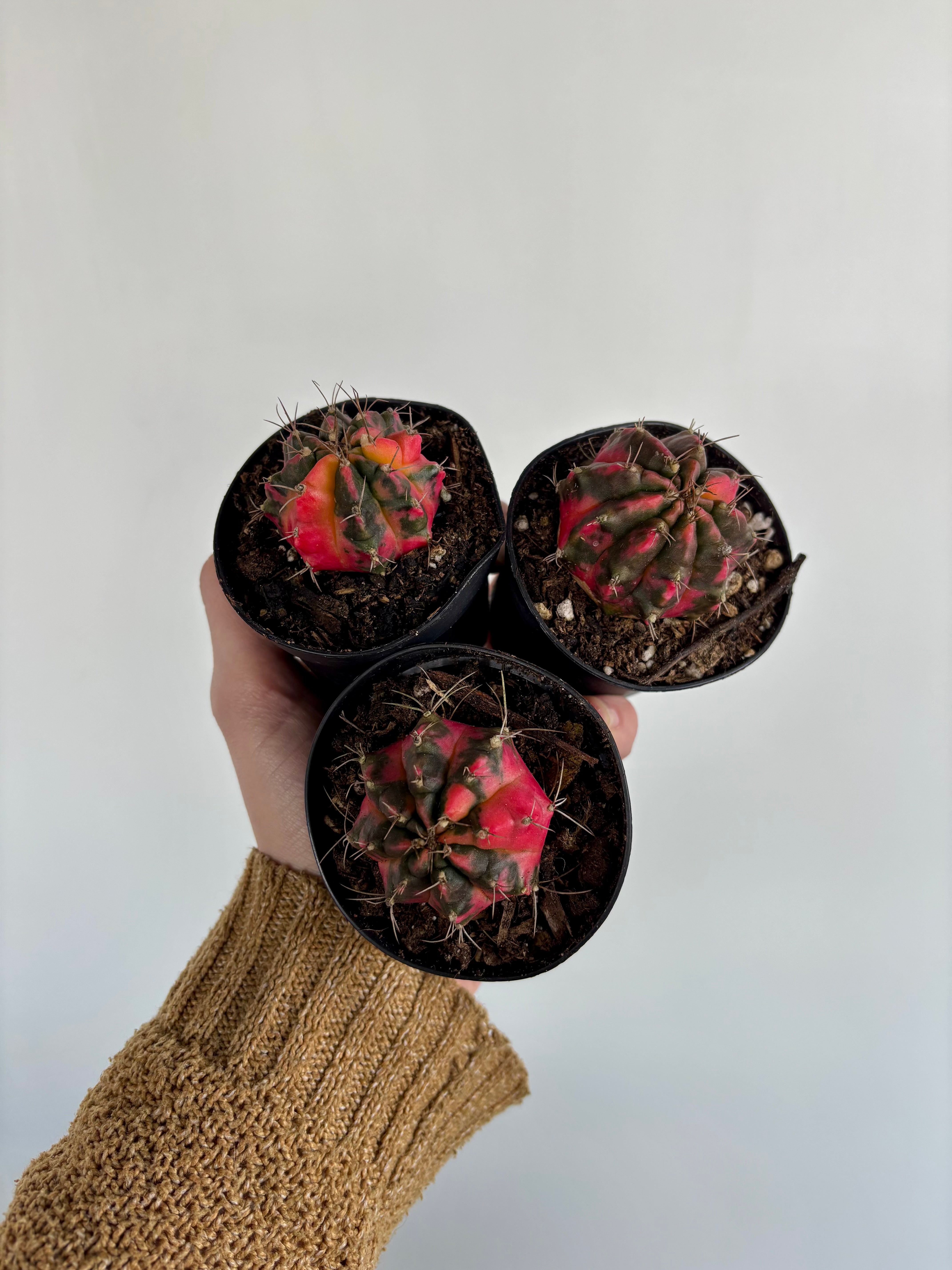 Gymnocalycium mihanovichii f. variegata - Variegated Moon Cactus ...