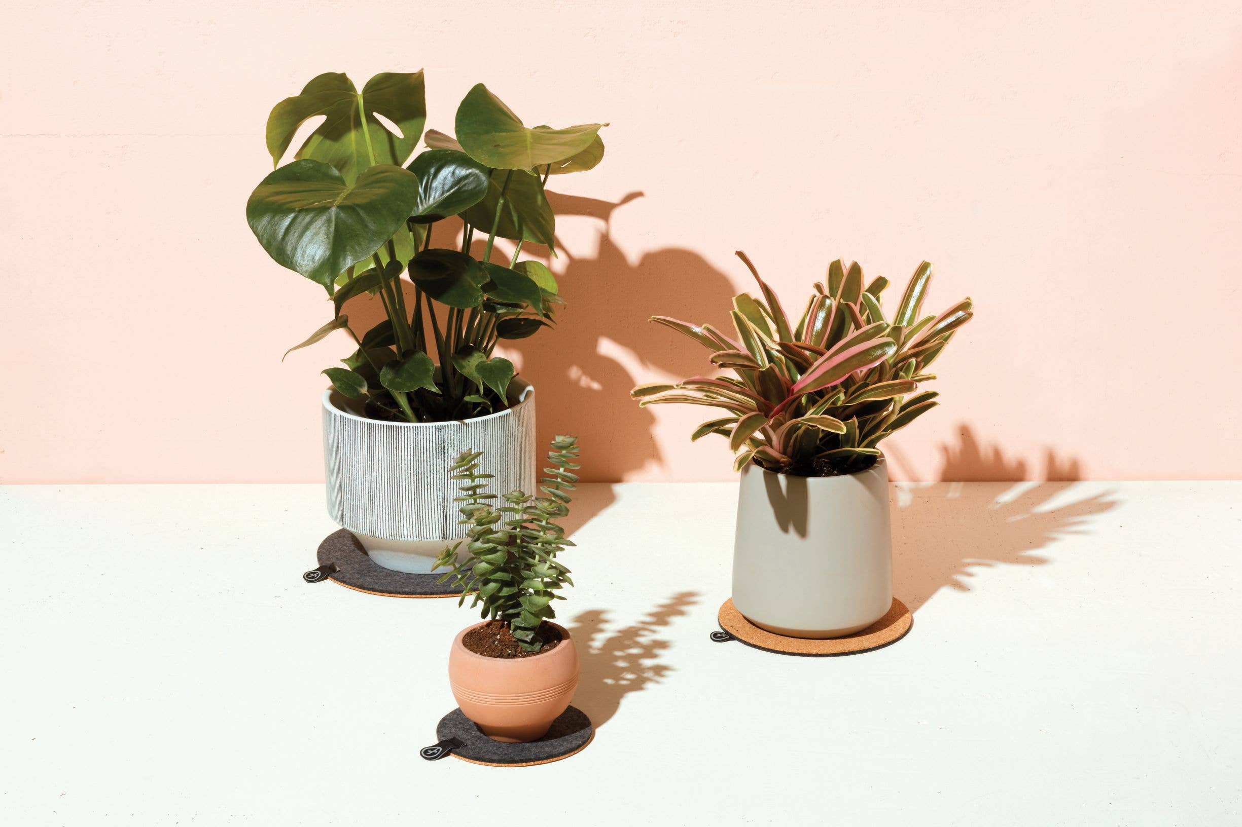 Plant Trivet | Rooted Plant Co.