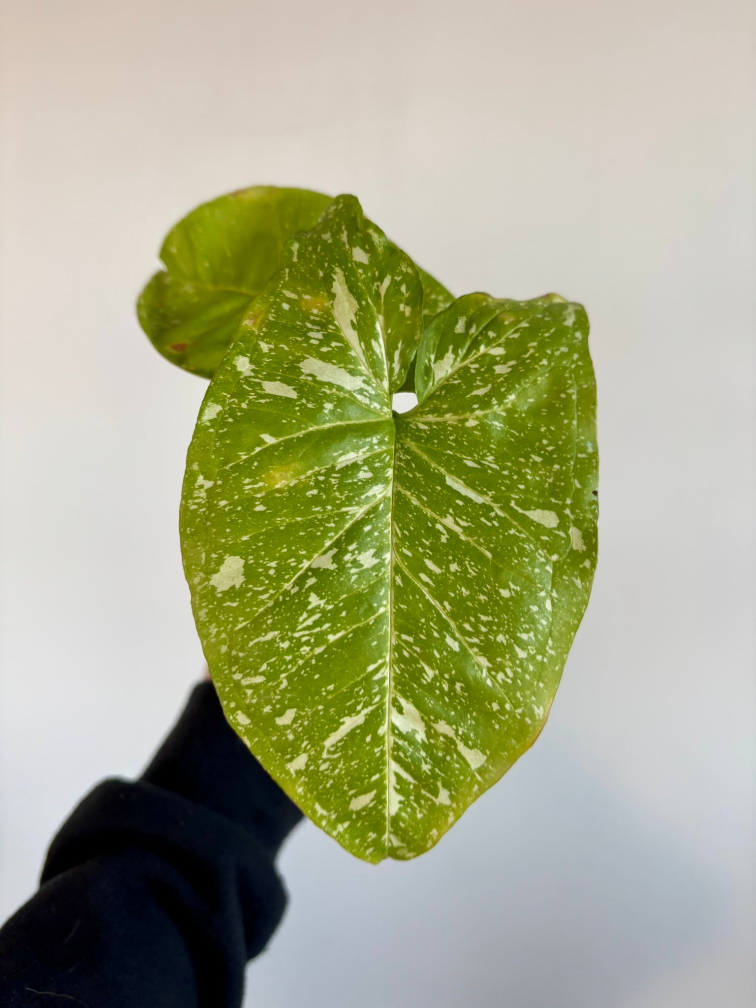 Syngonium podophyllum 'Panda' | Rooted Plant Co.