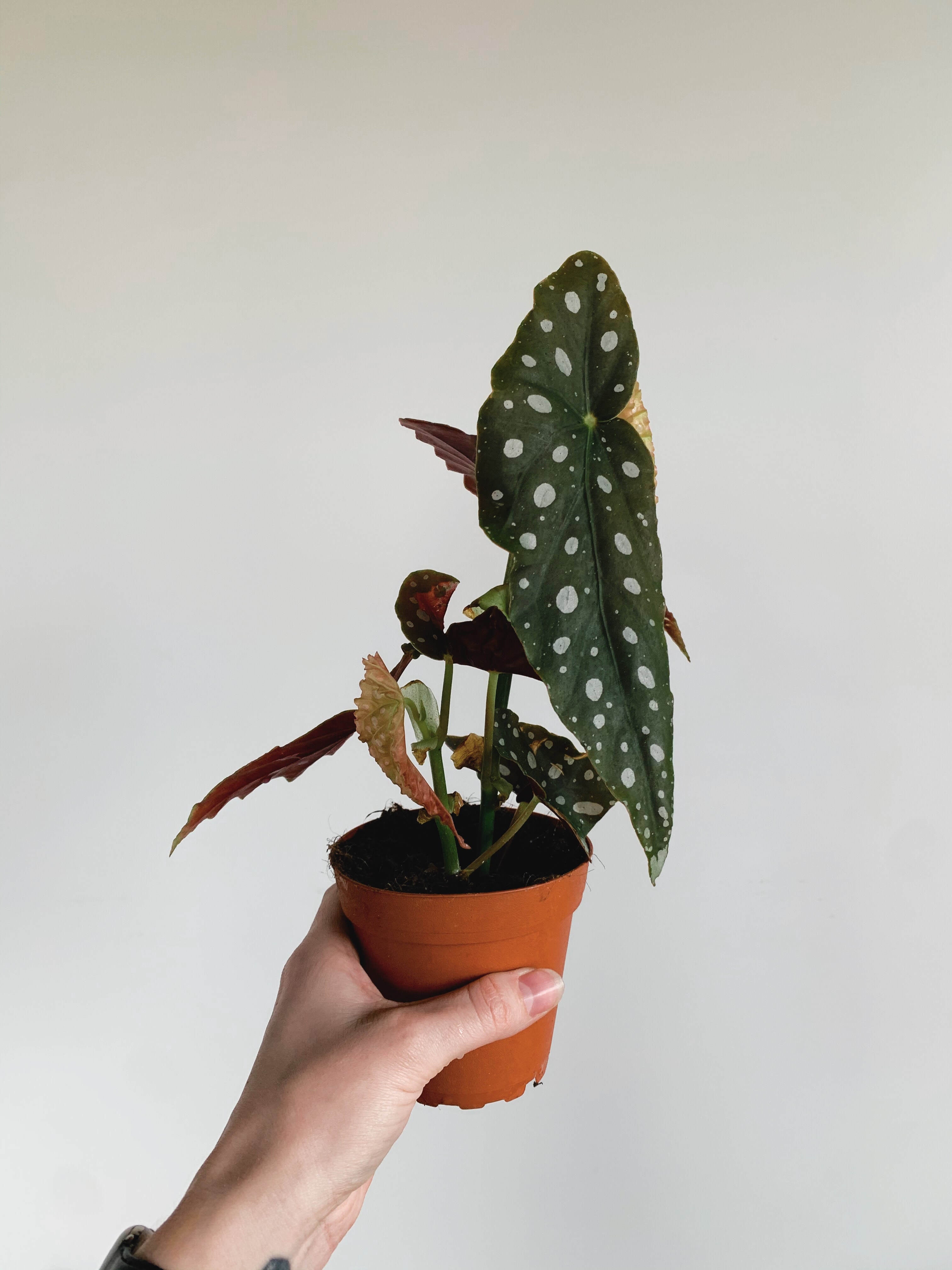 Begonia Maculata - Polka Dot Begonia | Rooted Plant Co.