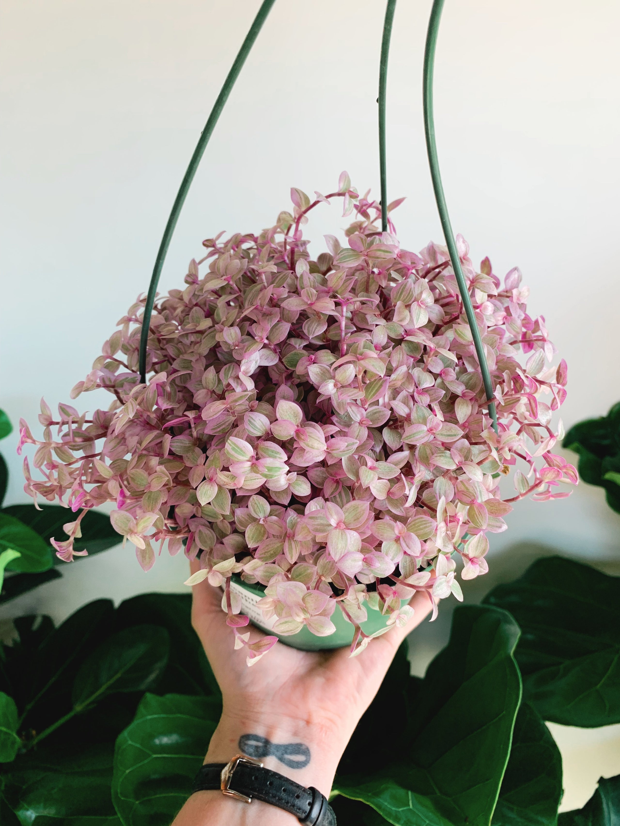 Tradescantia 'Pink Panther' | Rooted Plant Co.