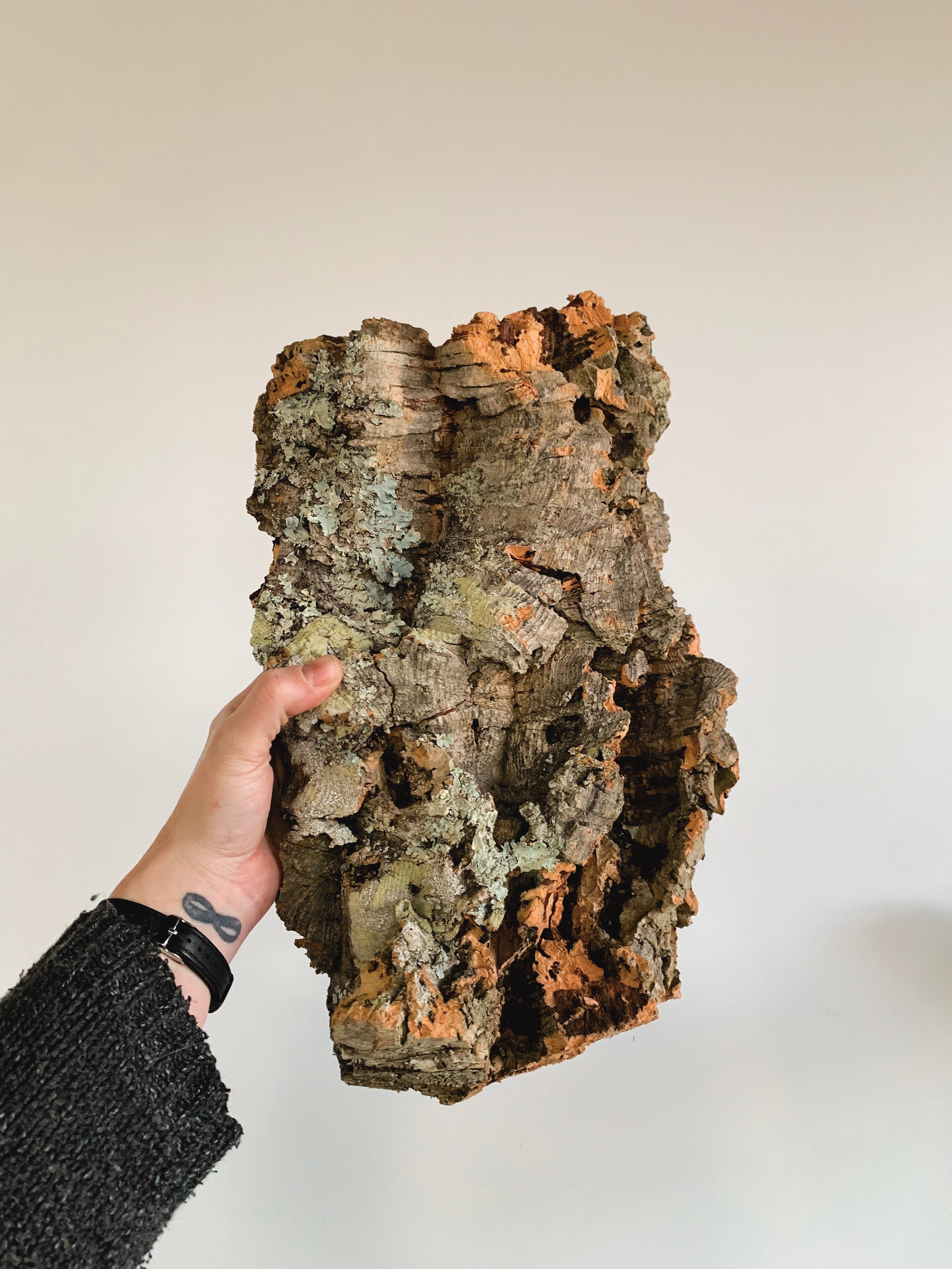 Virgin Cork Bark Slab | Rooted Plant Co.