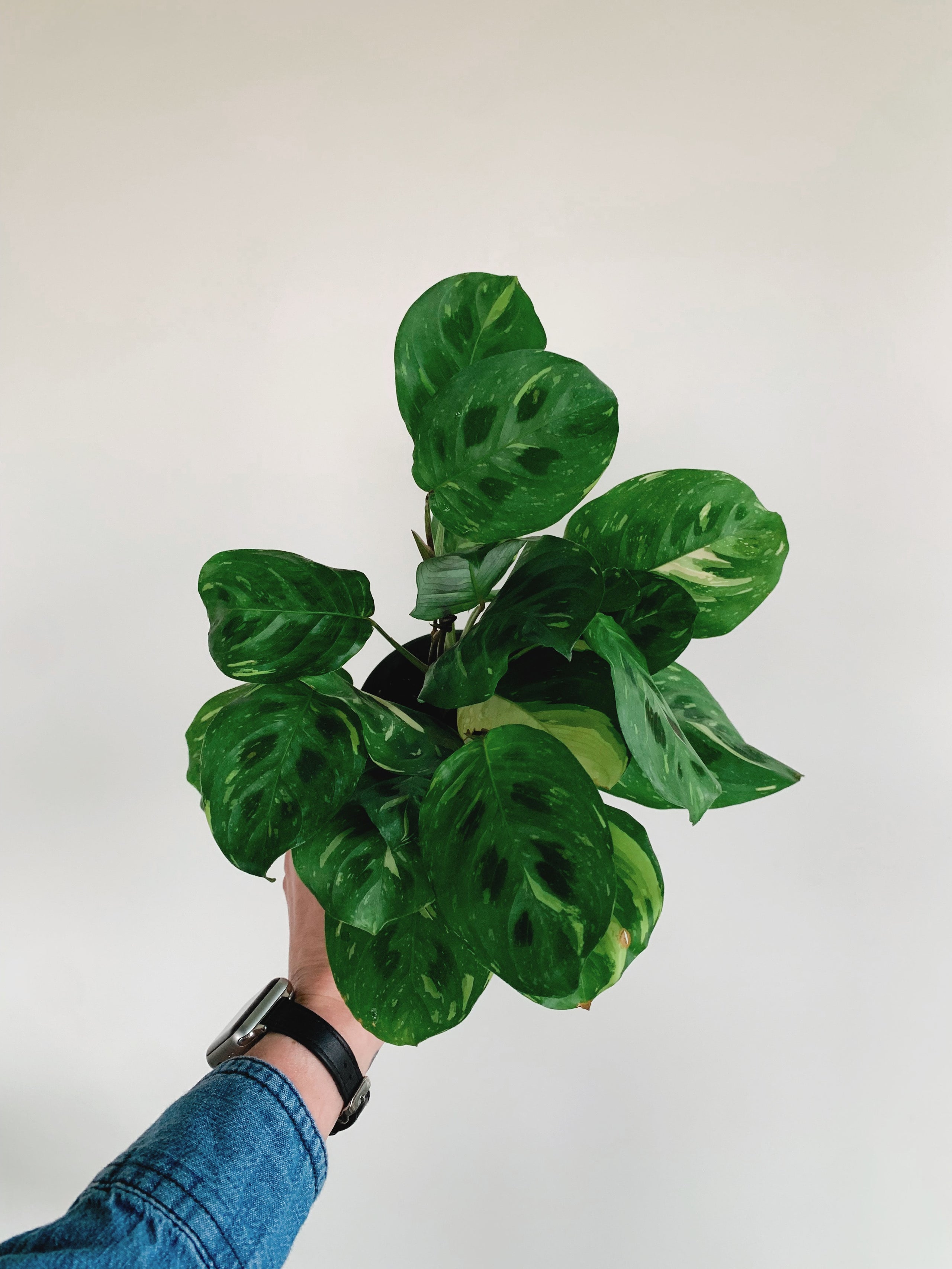 Maranta Leuconeura 'Beauty Kim' - Variegated Prayer Plant | Rooted ...