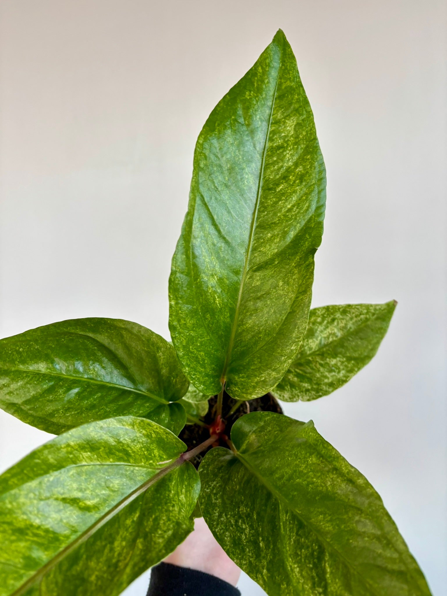 Anthurium Hookeri 'Variegata' - Bird's Nest Anthurium | Rooted Plant Co.