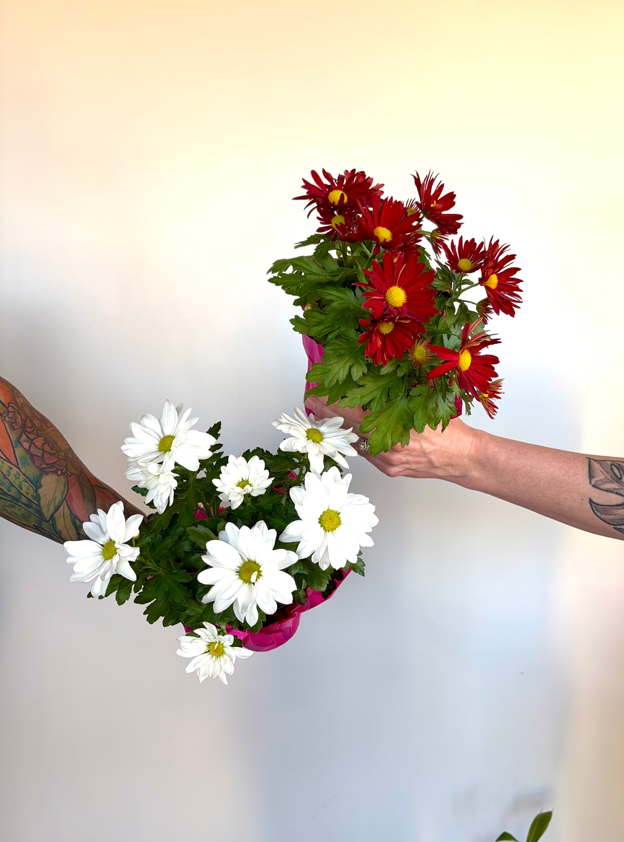 Mini Mammoth Chrysanthemum | Rooted Plant Co.