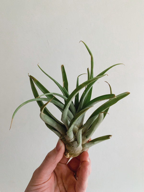 Tillandsia Capitata 'Peach' | Rooted Plant Co.