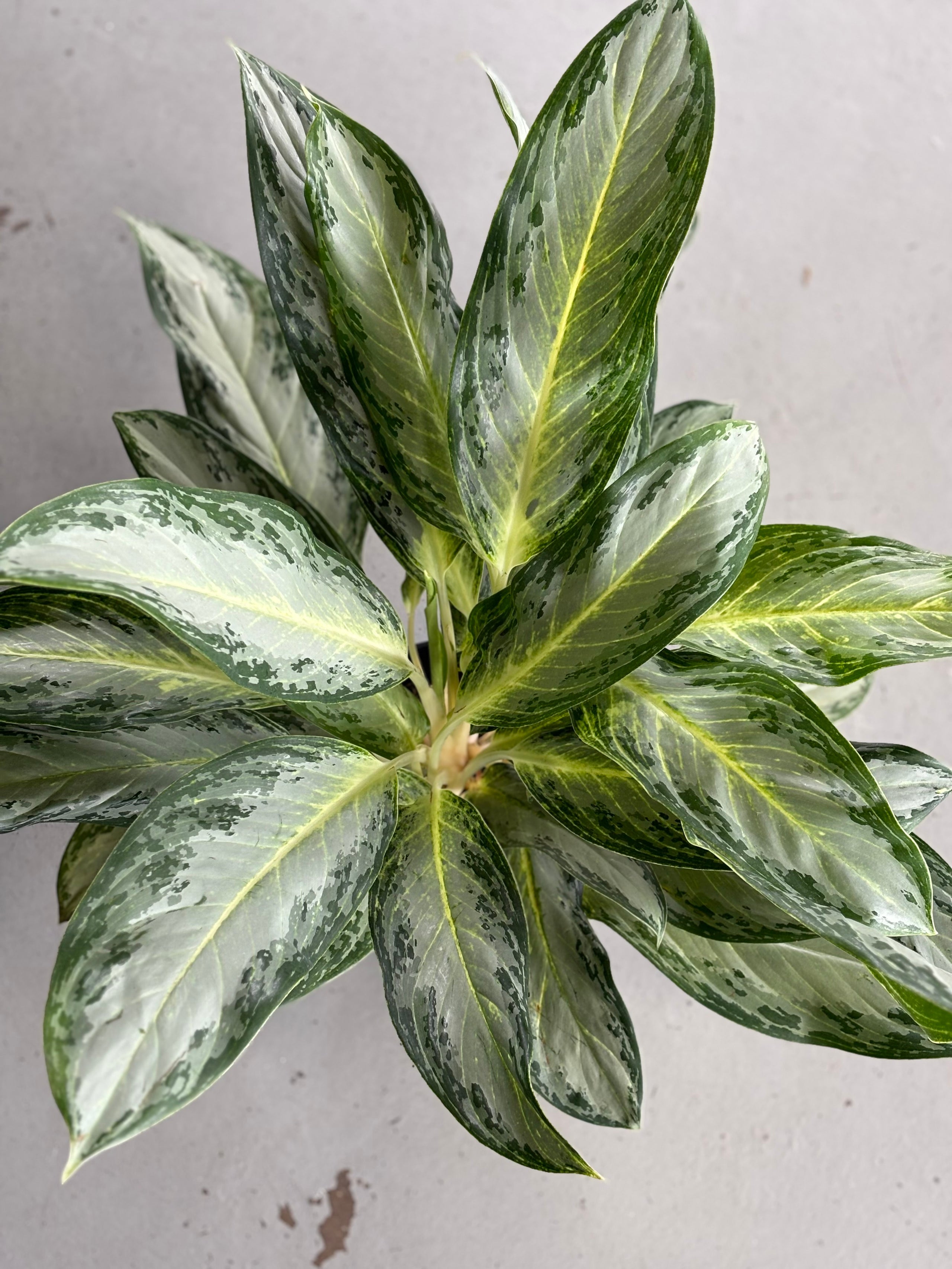 Aglaonema ‘Golden Madonna’ | Rooted Plant Co.